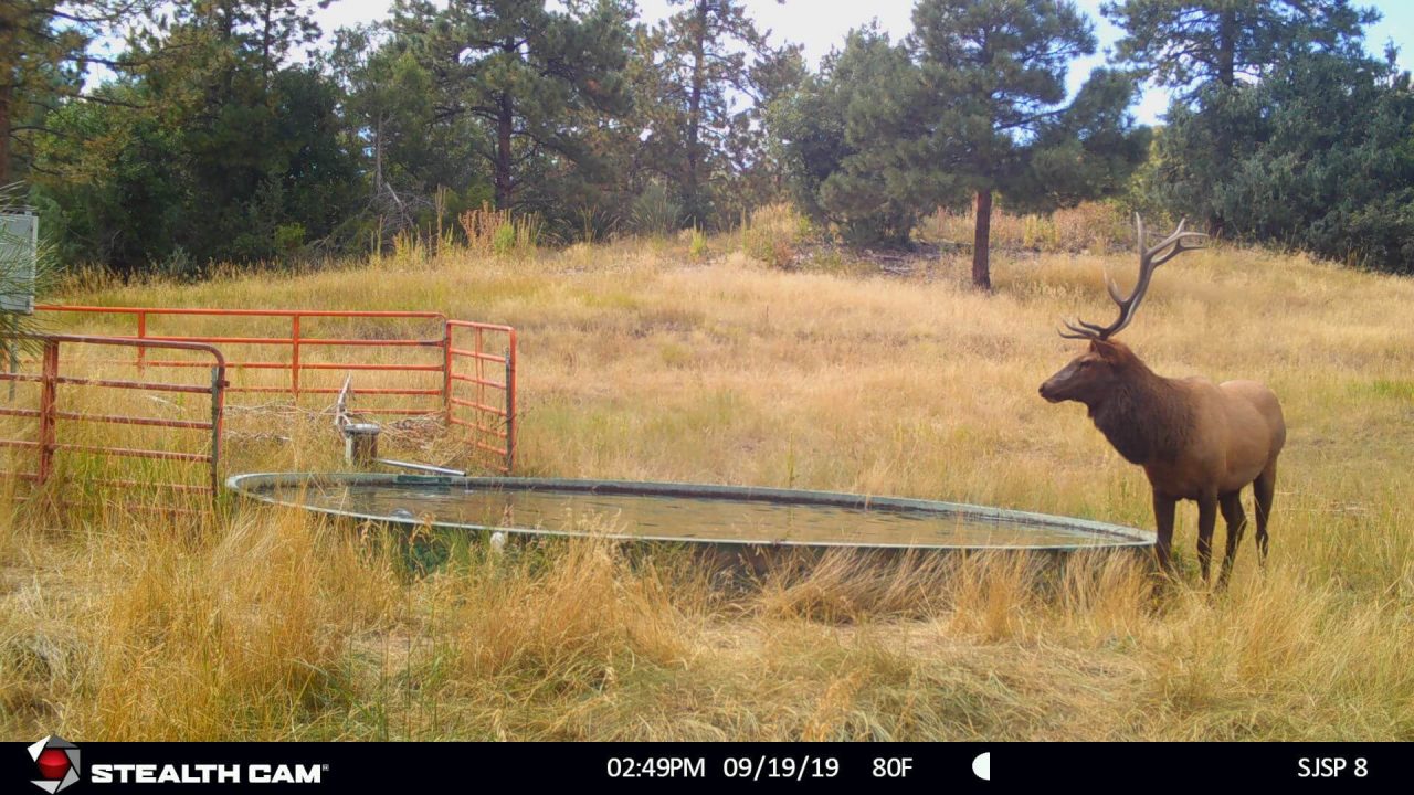 Wildlife Photo Gallery by St James Sporting Properties